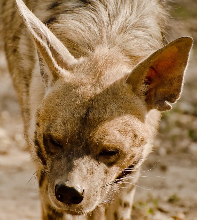 Hyna Stock Photos - Free & Royalty-Free Stock Photos from Dreamstime