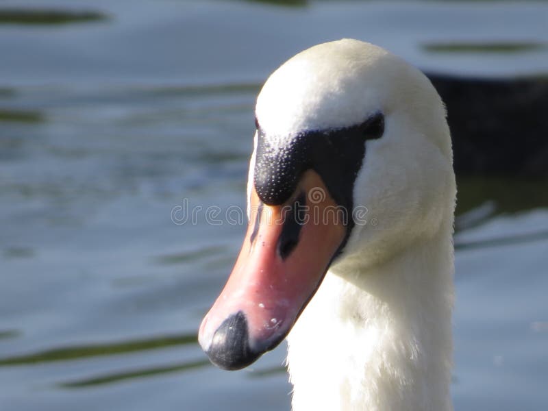 Swan face stock image. Image of white, faceshot, swan - 308719695