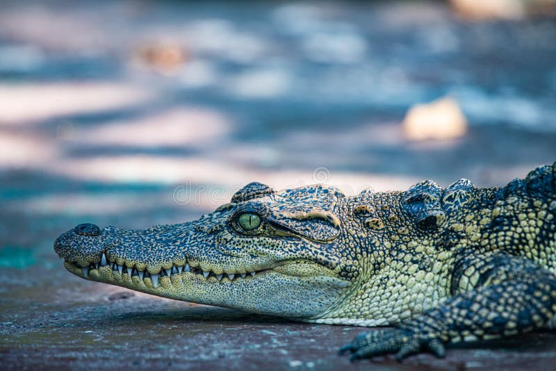 Face of Siamese crocodile stock photo. Image of closeup - 155553602