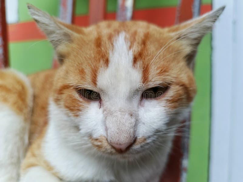 Face of a silly cat stock photo. Image of mammals, yellow - 326111934