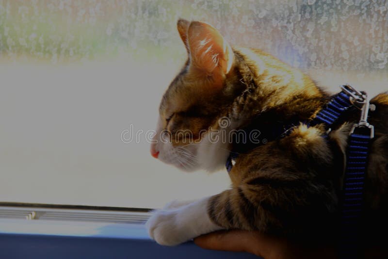 Face stock image. Image of safe, face, sleepy, train - 104074929