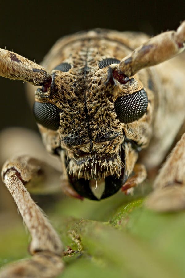 Face of the Small Long-horned Beetle Stock Image - Image of close ...