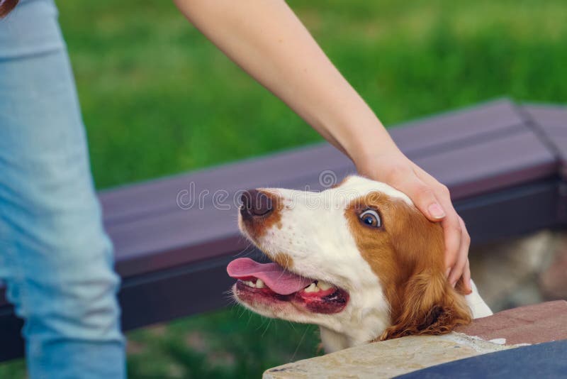 Face of Smile Cheerful Happy Dog Stock Image - Image of fondle ...