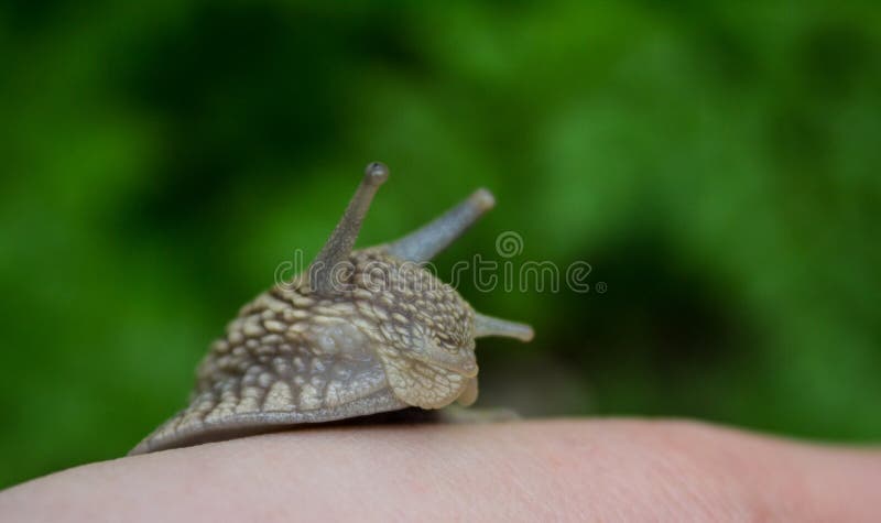 The Face of a Snail on a Hand is Close-up. Background. Stock Image ...