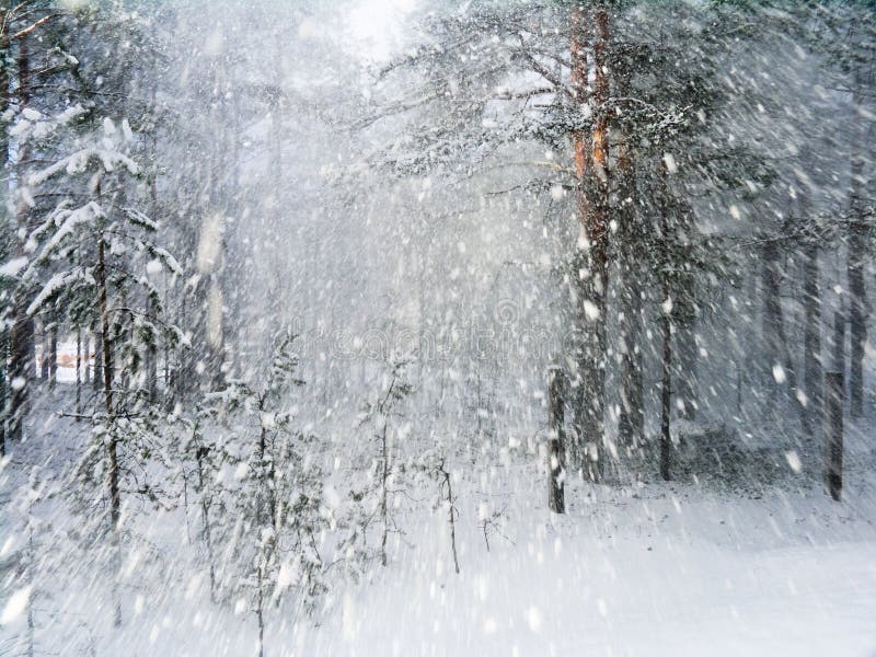 Face the snow stock image. Image of peaceful, scene, forest - 3682711