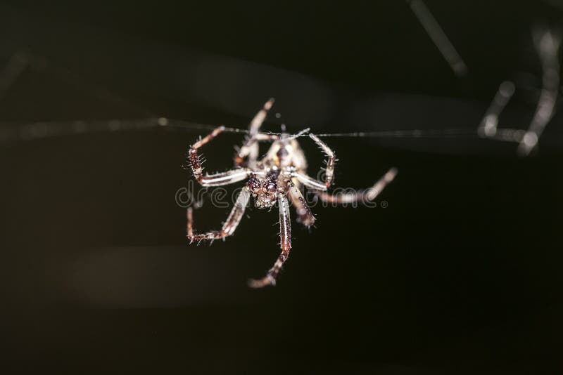 Red face spider on a table stock photo. Image of wildlife - 102875588