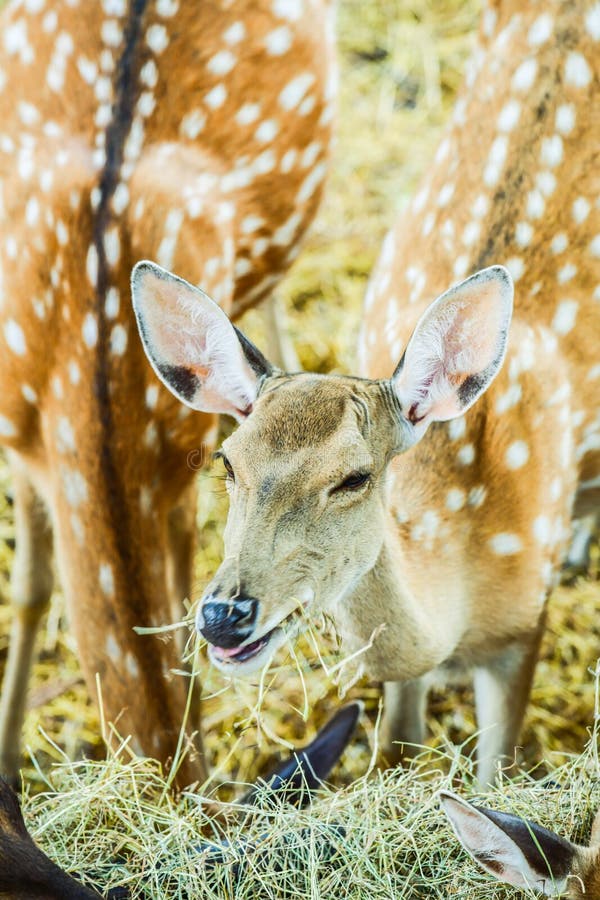 Face of spotted deer stock image. Image of deer, park - 263642643