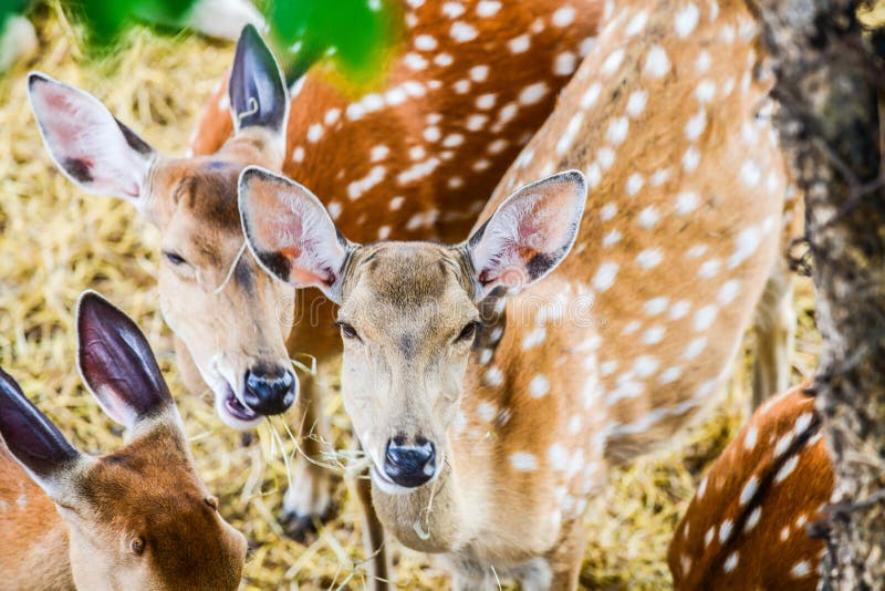 Face of spotted deer stock photo. Image of national - 263785706