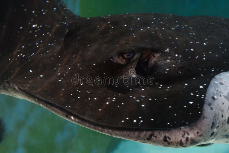Face of a Stingray stock image. Image of swimming, face - 56556741