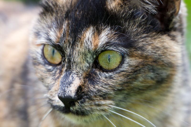 Face of a stray cat stock photo. Image of macro, nature - 29536504