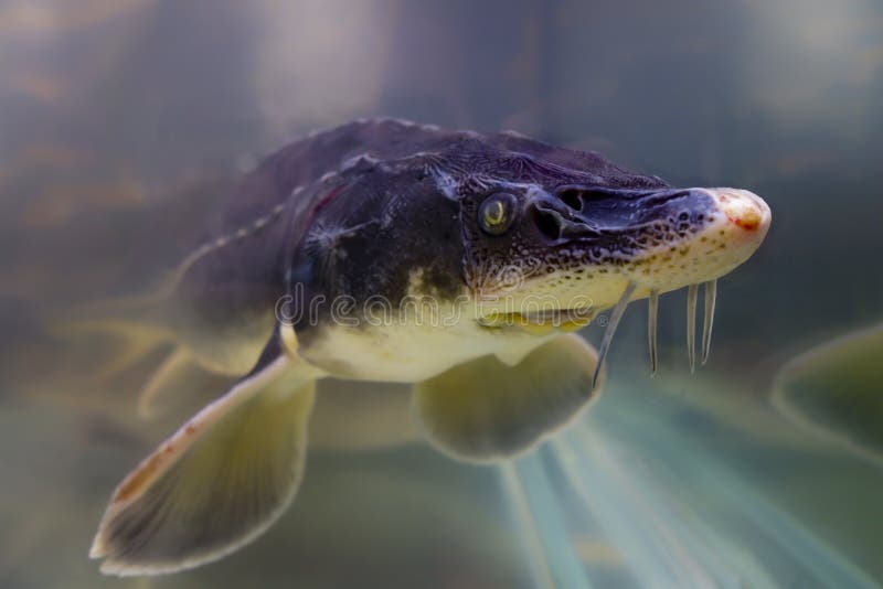 Face of a Sturgeon in the Fish Tank of a Fish Store. Stock Photo ...