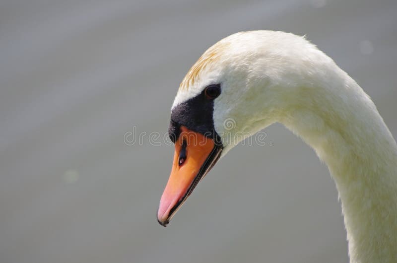 Face of a swan stock photo. Image of wild, bird, pond - 31018412