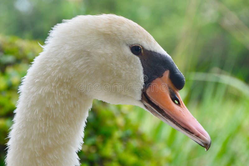 Face of a Swan stock photo. Image of beak, bird, duck - 76256720