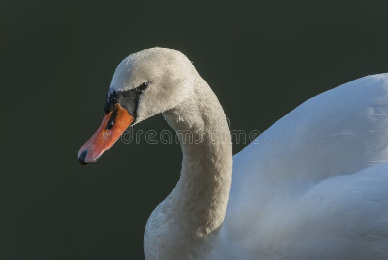 Face of a Swan in the River Stock Image - Image of graceful, peace ...