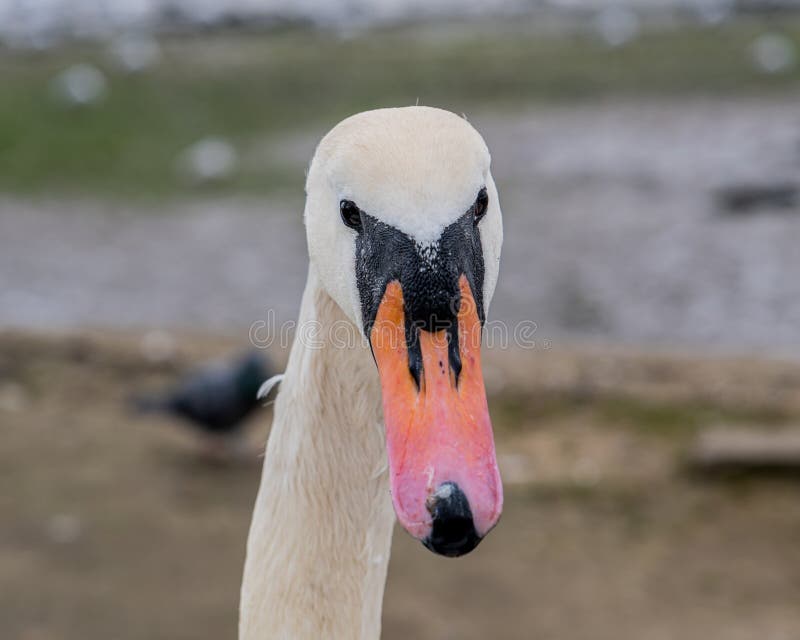 Face of a swan stock image. Image of nature, swan, bird - 273814857