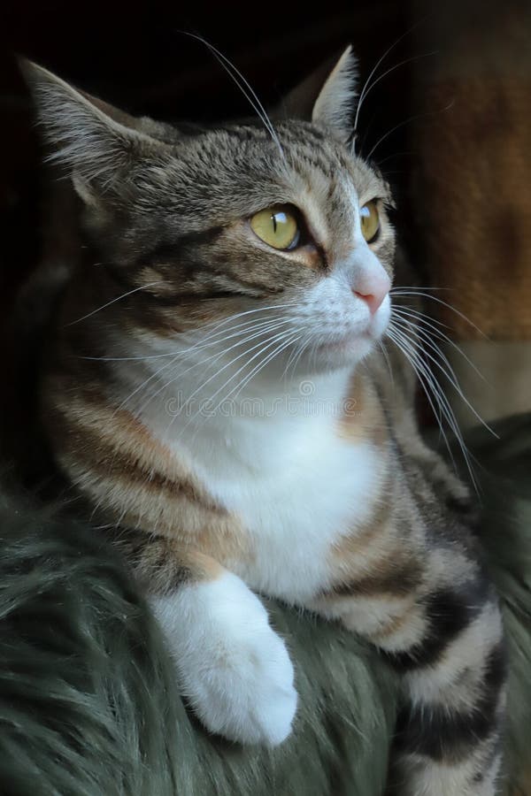 Face of a Tender Cat with a Mustache Stock Photo - Image of mammal ...