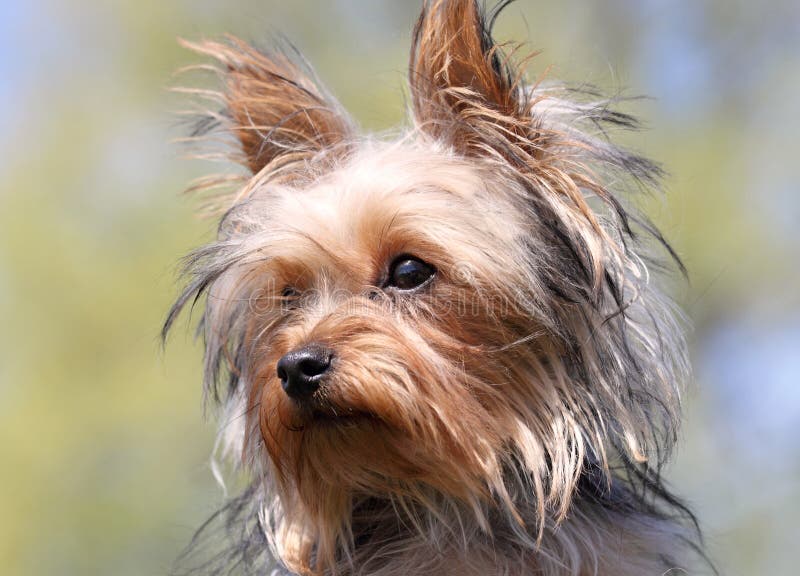 Face of terrier stock photo. Image of spring, animal - 24681080