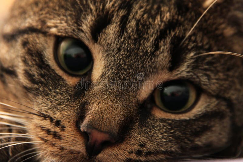The Face of a Tiger Cat with Large Eyes and Wide Pupils. Stock Image ...