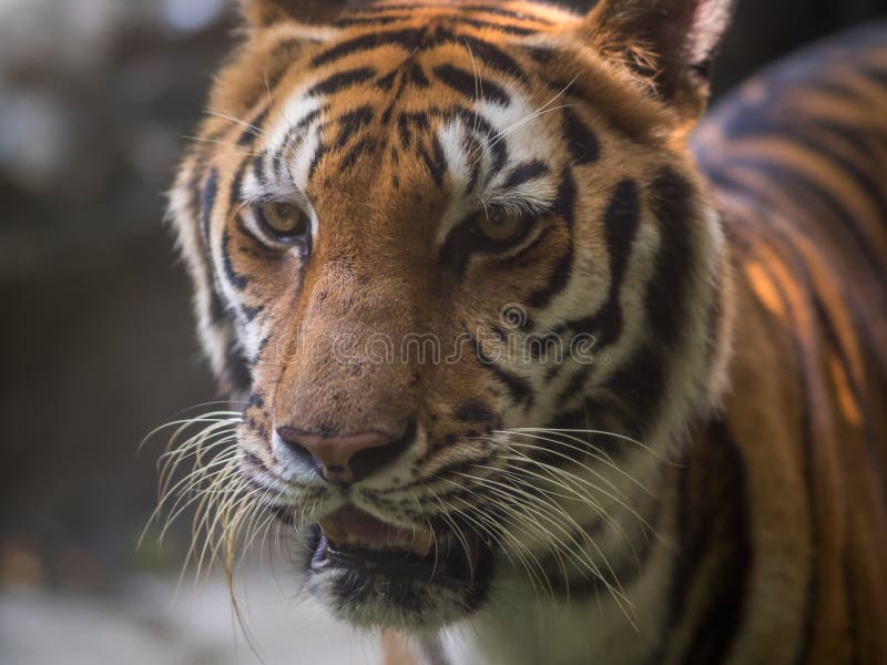 Face of tiger stock image. Image of starvation, predator - 89428763