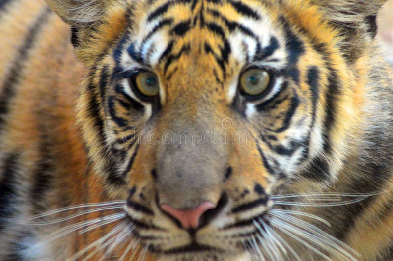 The face of a tiger stock image. Image of expression - 219202839