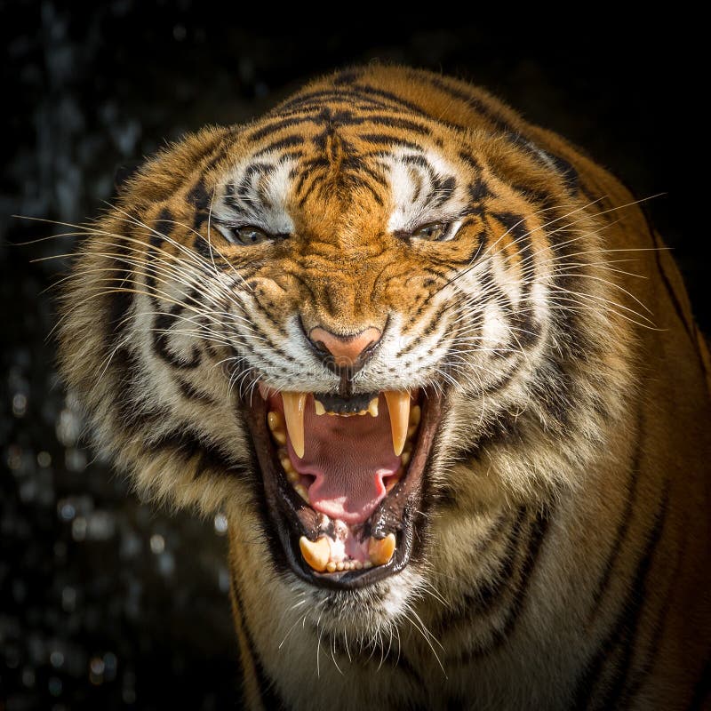 2,199 Roaring Tiger Head Stock Photos - Free & Royalty-Free Stock ...