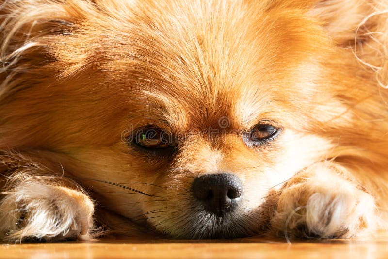 Face of Tired Dog. Small Dog Lying - Sorrowful Expression. Close Up ...