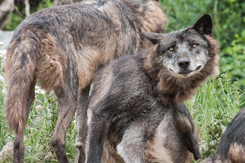 Face to face with a wolf stock image. Image of park - 188888587