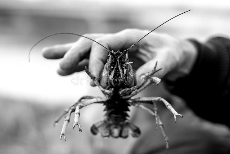 Face To Face with a Crayfish Stock Photo - Image of crustacean ...