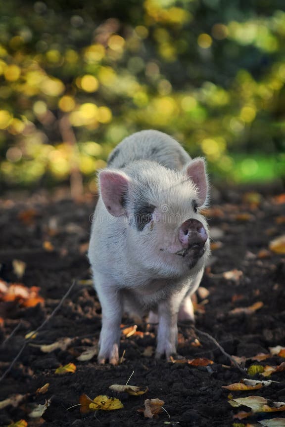 Face To Face with a Dwarf Pig in the Woods Stock Image - Image of plant ...