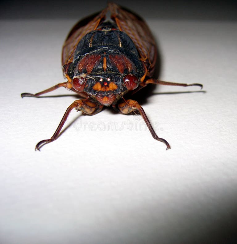 19,034 Scary Bug Stock Photos - Free & Royalty-Free Stock Photos from ...