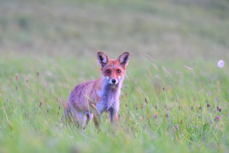 Face to face stock photo. Image of vulpes, wildlife - 130109558