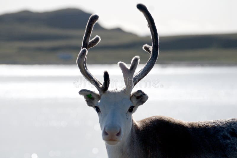 Face To Face with the Reindeer Stock Photo - Image of beautiful, nature ...