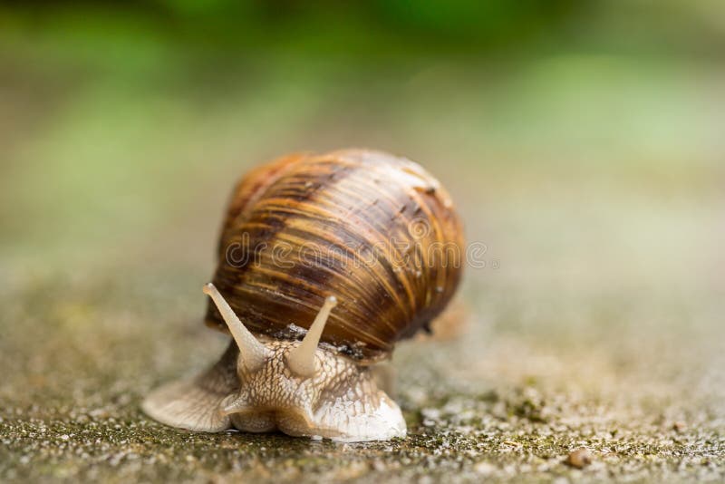 Face to face with snail stock image. Image of animal - 42826739