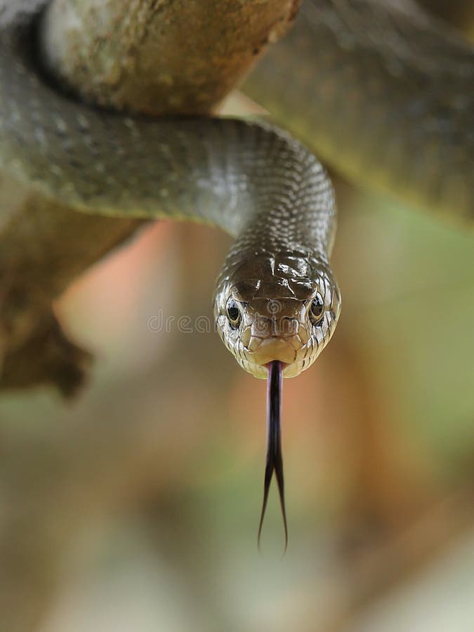 Face to face with a snake stock image. Image of snake - 149827115