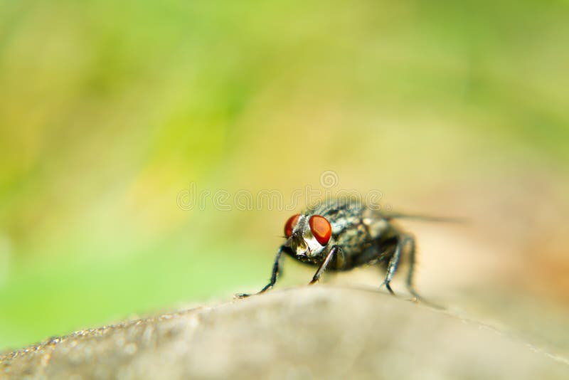 Face To Face with Fly on Trunk Stock Photo - Image of summer, outdoor ...