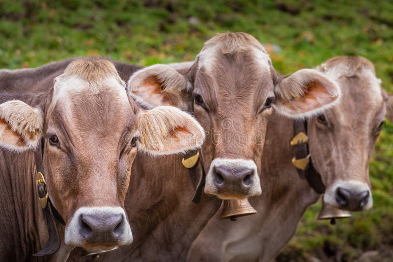 Face To Face,Three Brown Cows Looking at Camera at Same Time , Tyrol ...
