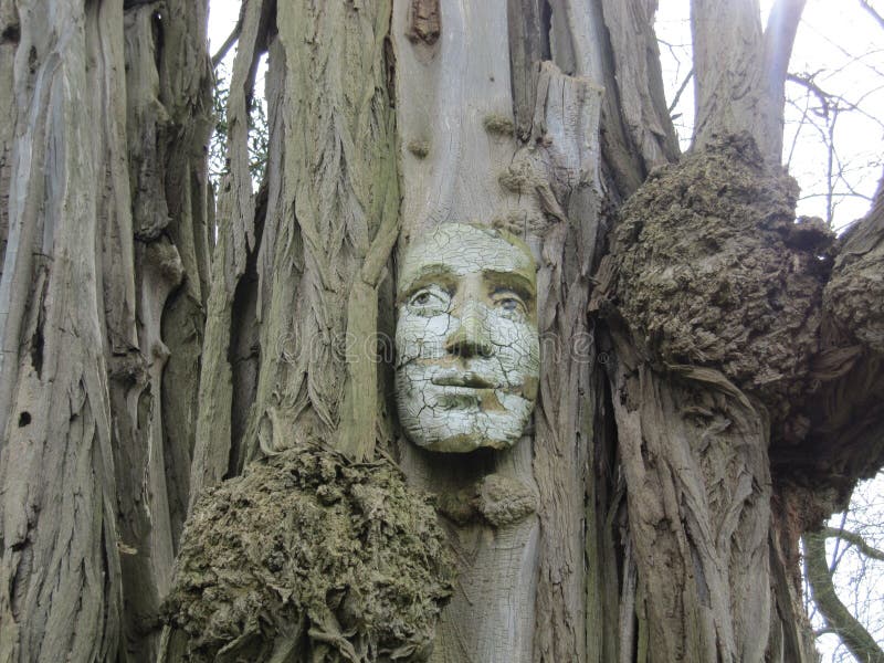 Troll Face Tree Trunk Bark stock image. Image of fairytale - 101364571