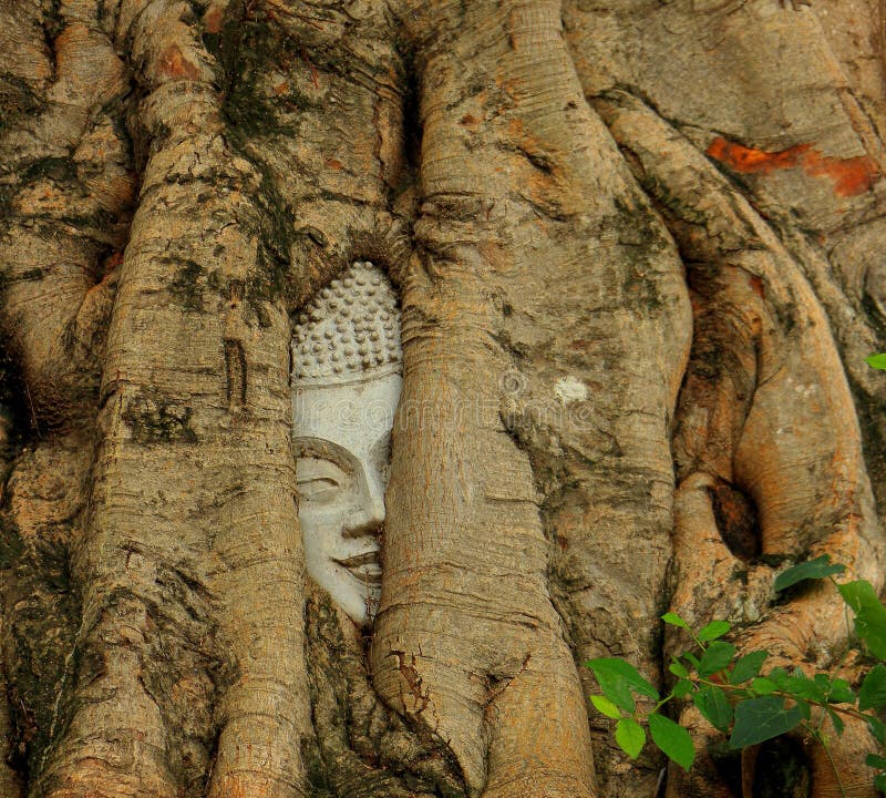 Face in tree stock image. Image of eyes, face, smile - 102048453