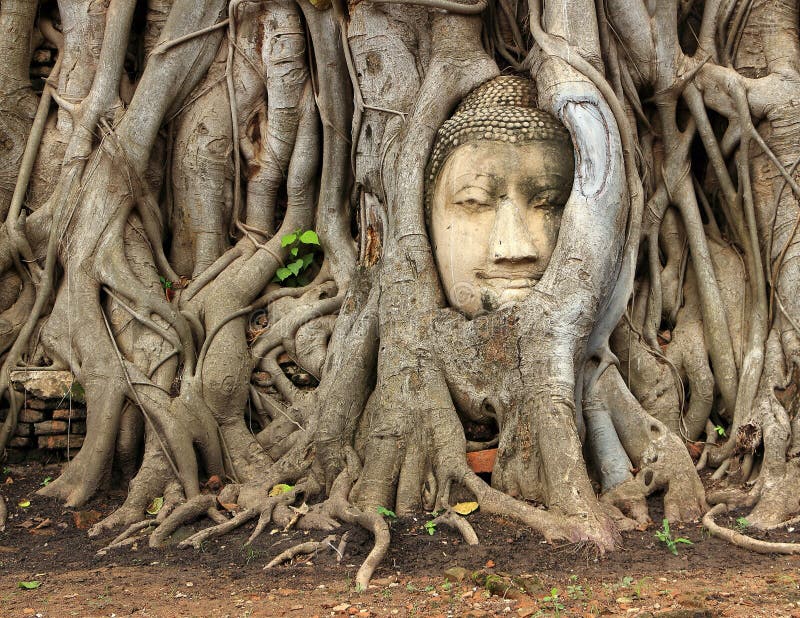 Face in tree stock image. Image of mhathat, environment - 102119555
