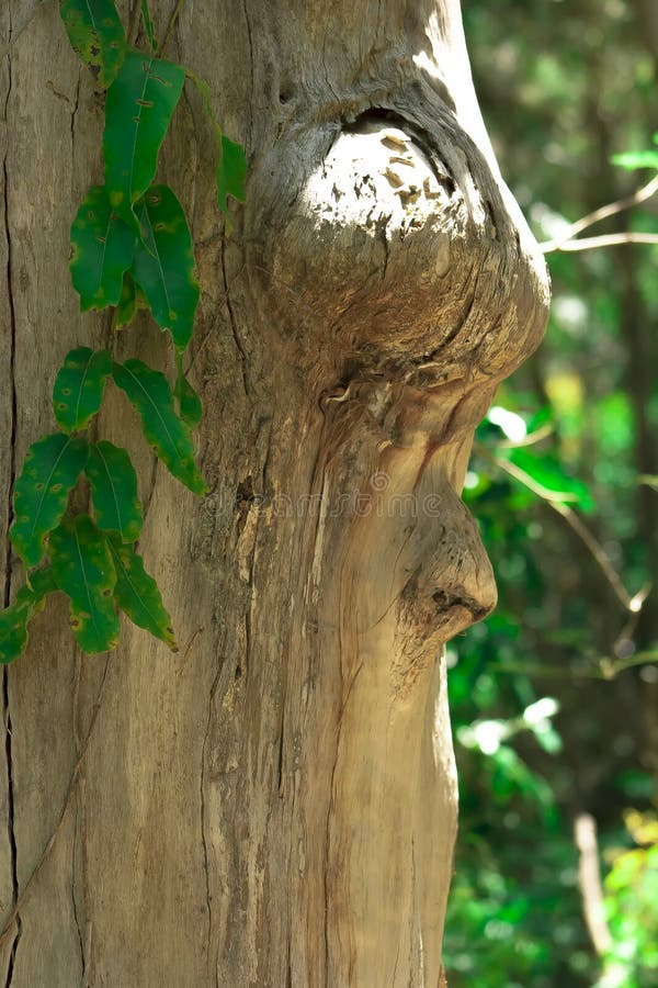 A face in the tree stock image. Image of head, organic - 47446487