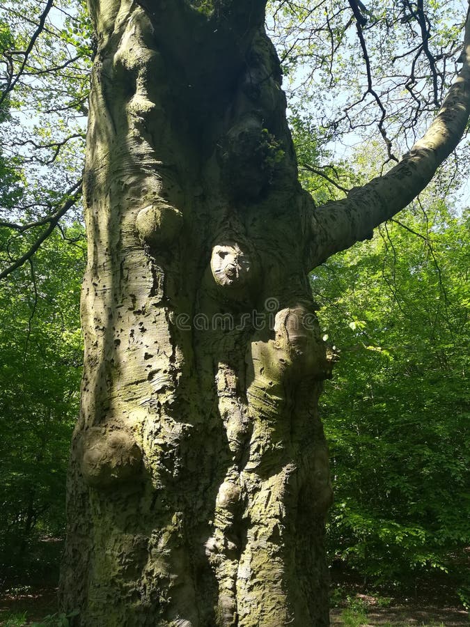 Face in a tree stock photo. Image of face, look, tree - 118098872