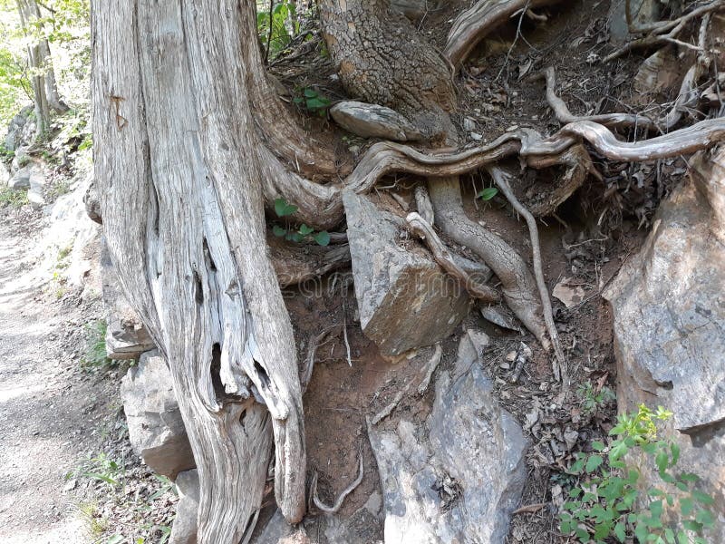 Tree Roots Forming Face Stock Photos - Free & Royalty-Free Stock Photos ...