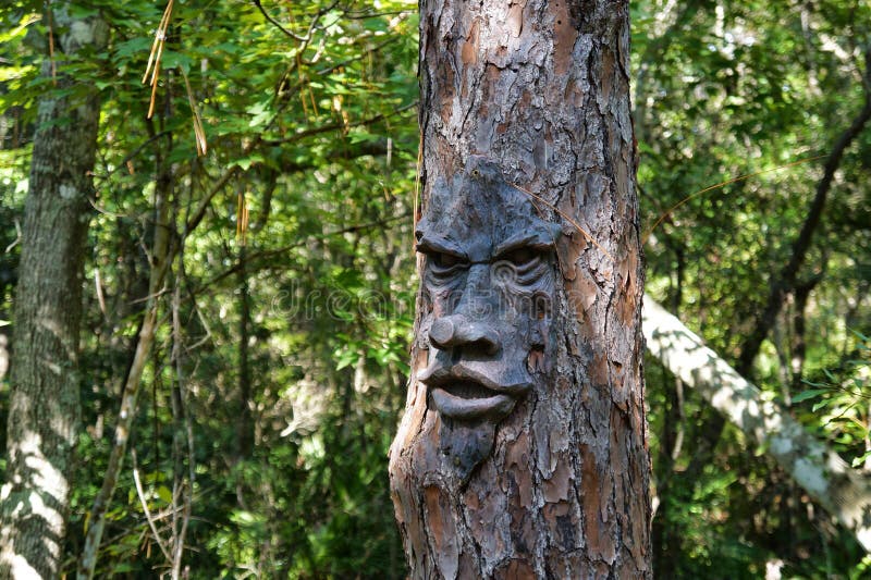 Face on Tree stock photo. Image of tropical, posing, florida - 45768746