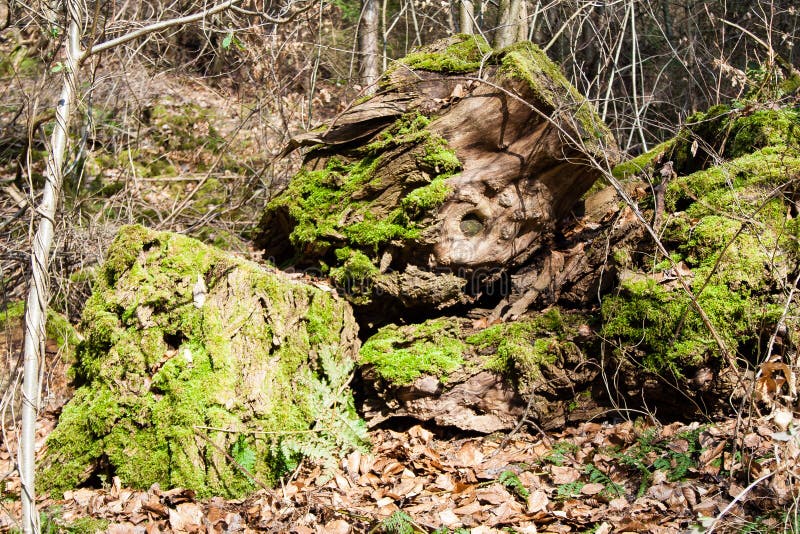A face on a tree trunk stock photo. Image of lying, wood - 113253004