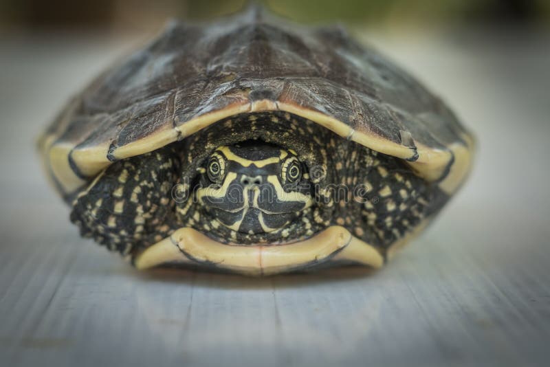 Face Turtle stock image. Image of reptile, animals, planet - 22103399