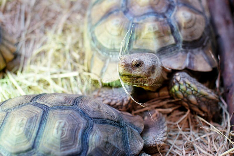 Face of turtle in the zoo stock image. Image of reptile - 192050007