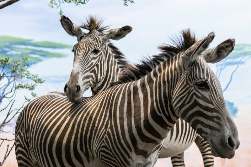 Two wild small zebras stock photo. Image of foal, grass - 34173382