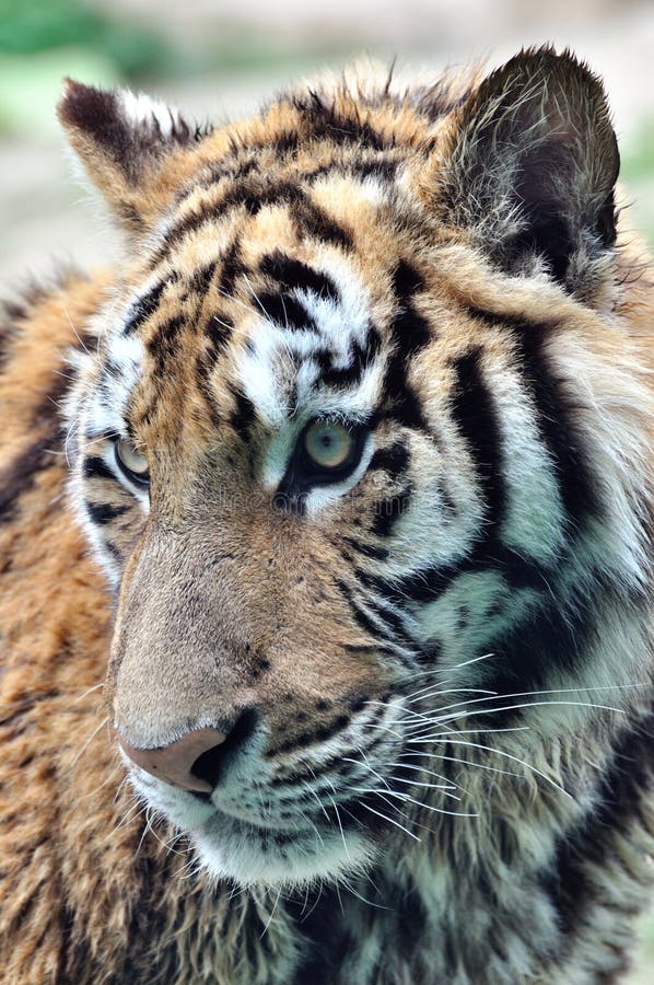 Face of an underage tiger stock photo. Image of tiger - 24363254