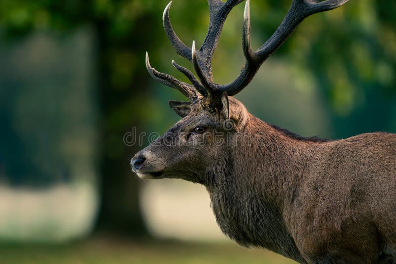 Face and Upper Body of Red Deer Stag Stock Image - Image of detail ...