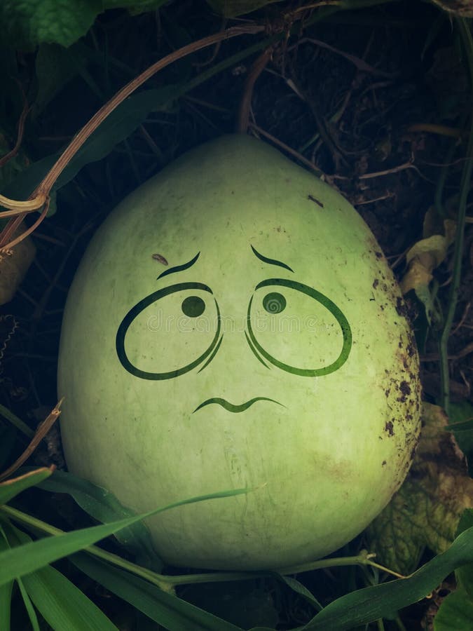 Face vegetable stock image. Image of gourds, green, vegetable - 119207843